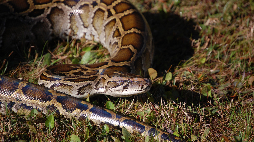 Missing 14 foot long Pet Python Sought In Indianapolis Area KATU Missing 14 foot long Pet Python Sought In Indianapolis Area KATU