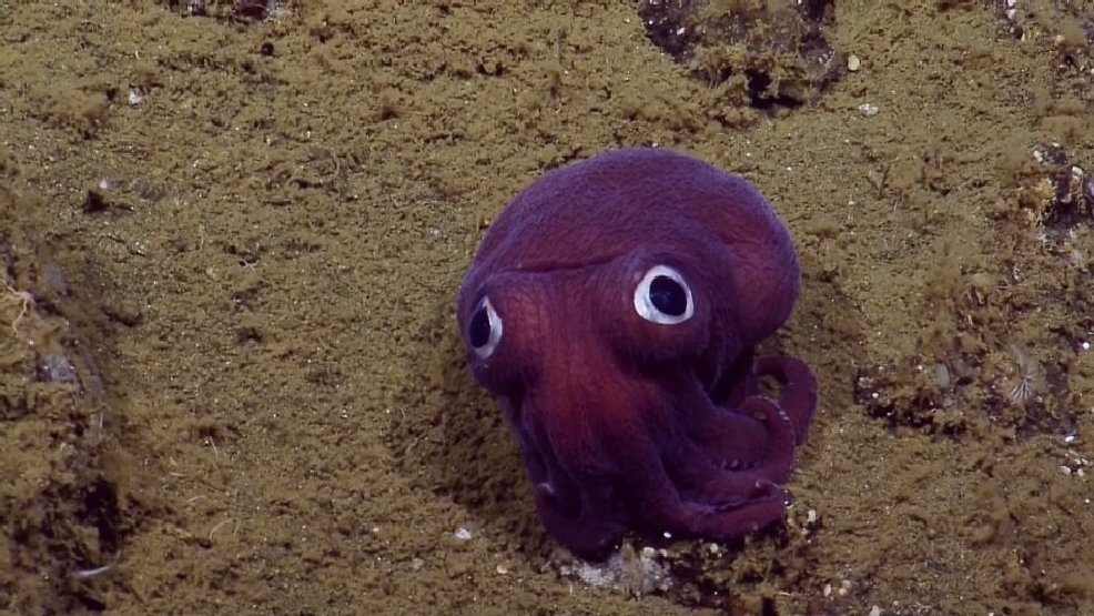 This 'Googly-eyed' squid is the cutest ocean find | KUTV