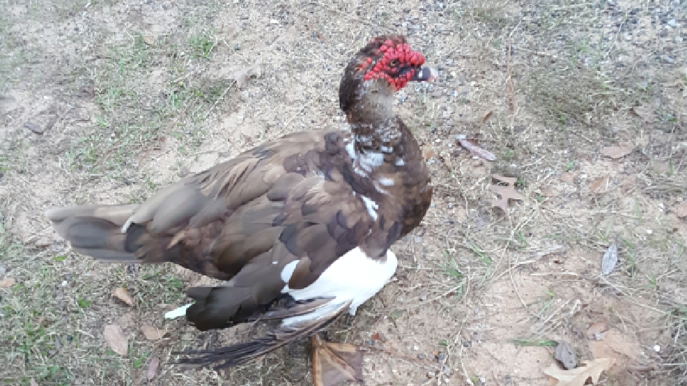 Concerned citizen attempts to help injured Muscovy duck | WEAR