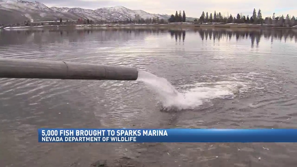State officials stock Sparks Marina with fish for the season | KRNV