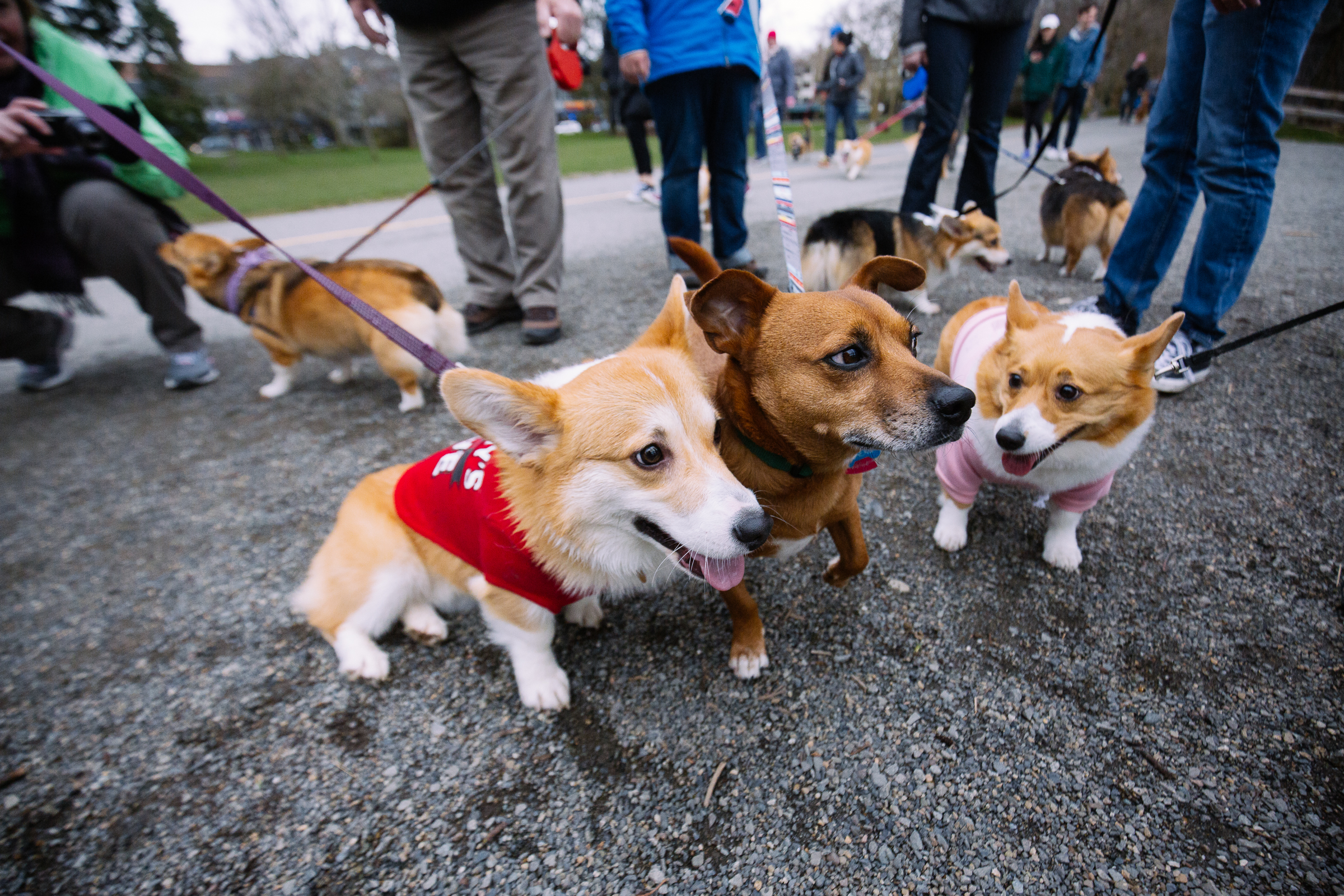 So many corgis at the Green Lake Corgi Walk | Seattle Refined