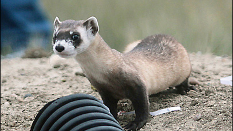 Ferret competition held at Emerald Park | KMTR