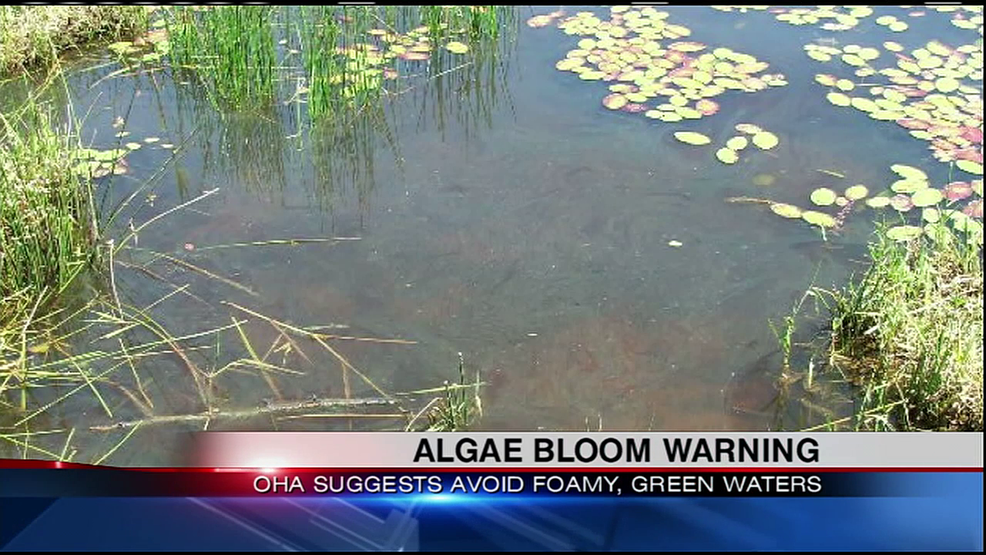 Toxic algae blooms possible in Oregon lakes and rivers as temps rise | KVAL