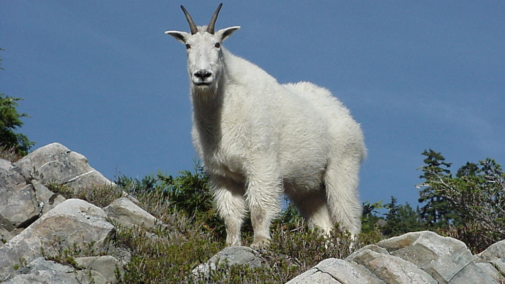 Survey: Mountain goat population doubles in Olympic Mountains | KOMO