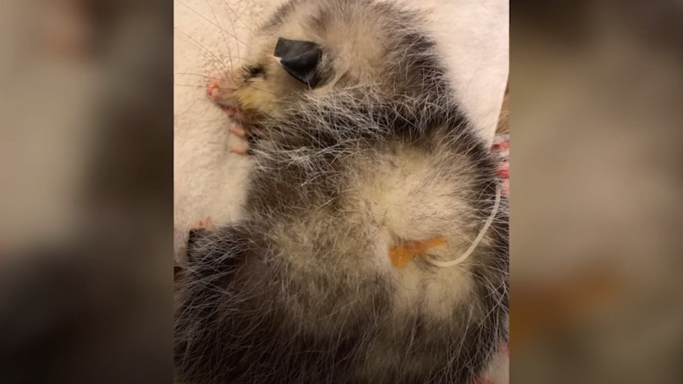 Baby opossum left beaten, blinded in S.C. golf course attack | WJAC