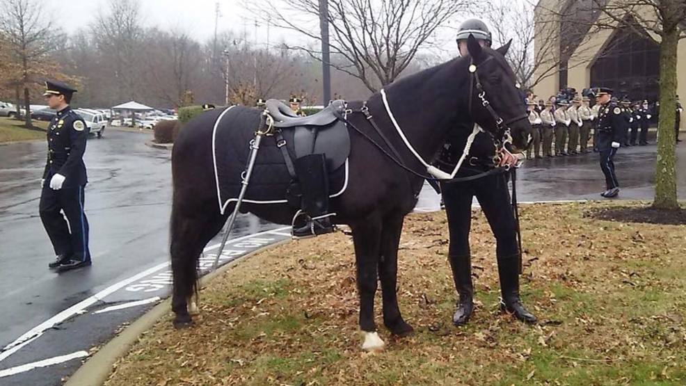 Retired Metro Nashville Police Mounted Patrol Tennessee Walking Horse ...