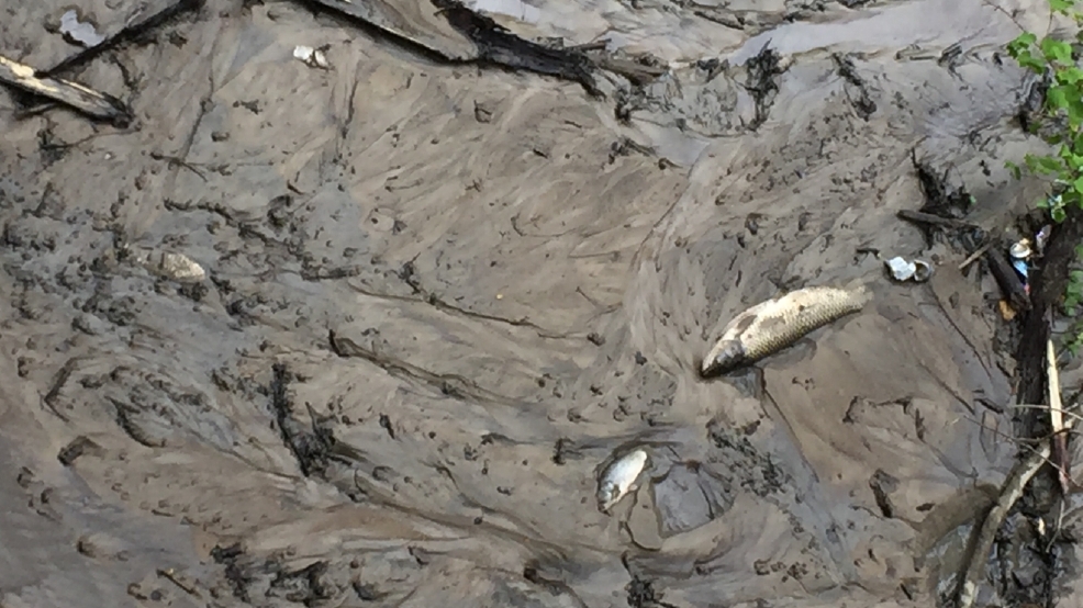 Drained lake leaves many fish floundering in the mud | WLOS