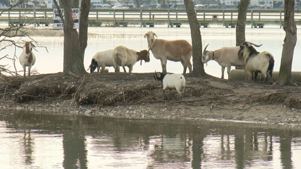 Goats on Goat Island in Murrells Inlet taken to their winter home | WPDE