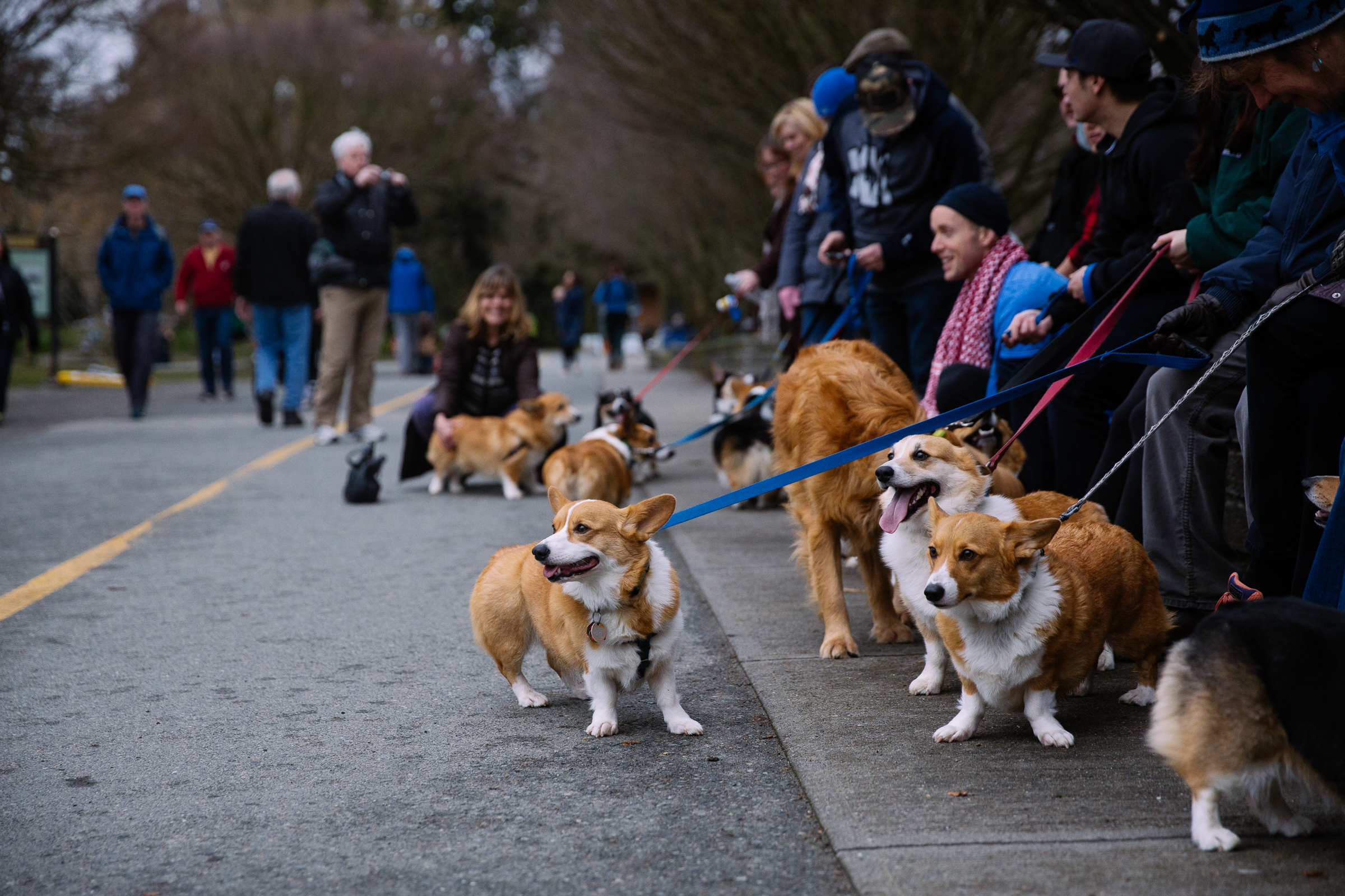 So many corgis at the Green Lake Corgi Walk | Seattle Refined