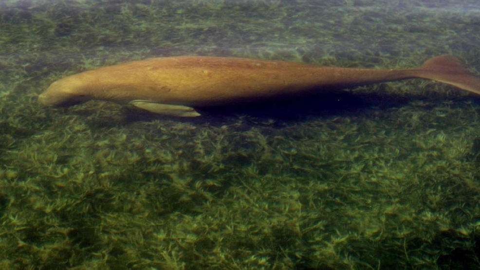 Sharks, wolves and the 'ecology of fear' | KVAL