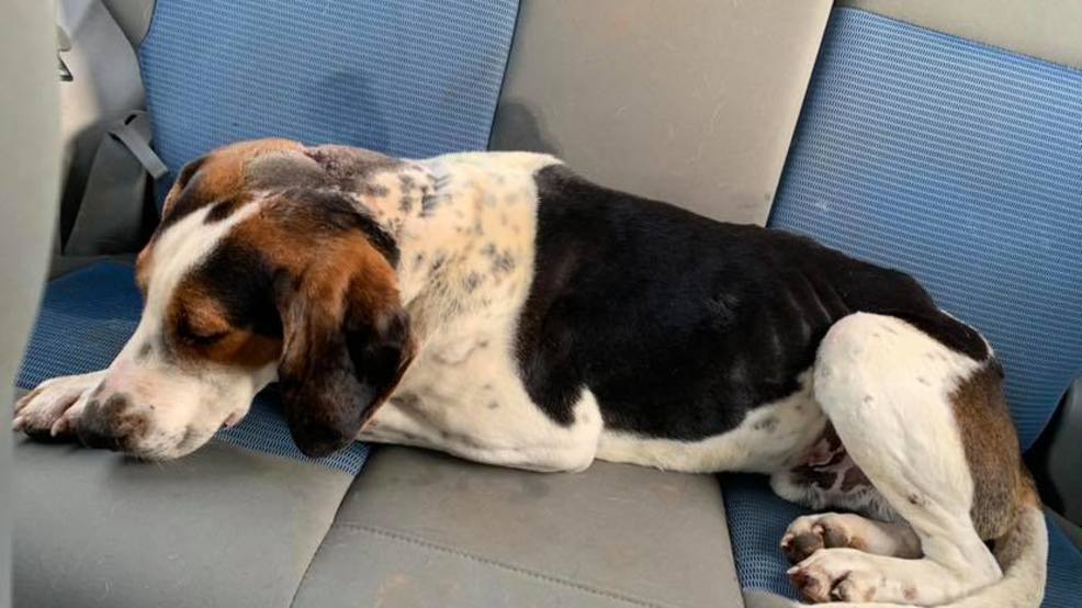 Dog still recovering after suffering injuries from getting its head ...