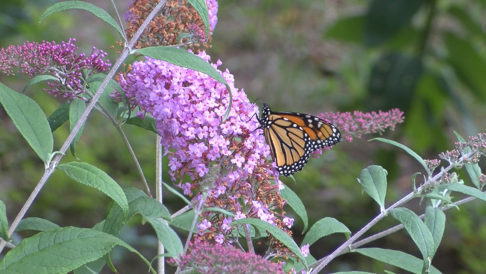 Butterfly Encounters at the Nebraska State | KHGI