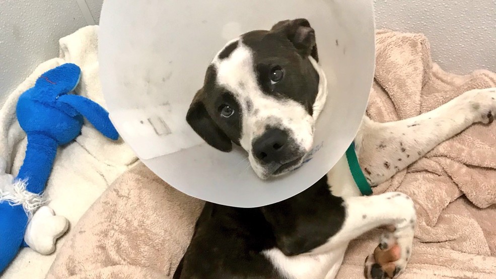 Puppy Recovering from Shotgun Wounds | WCIV