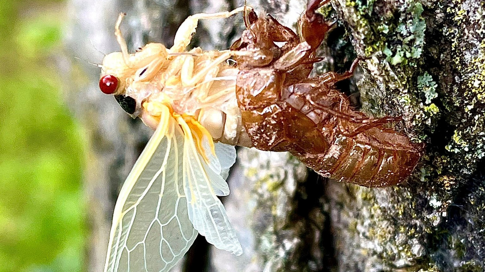 Thousands of cicadas continuing to pop up in Central Pennsylvania | WHP