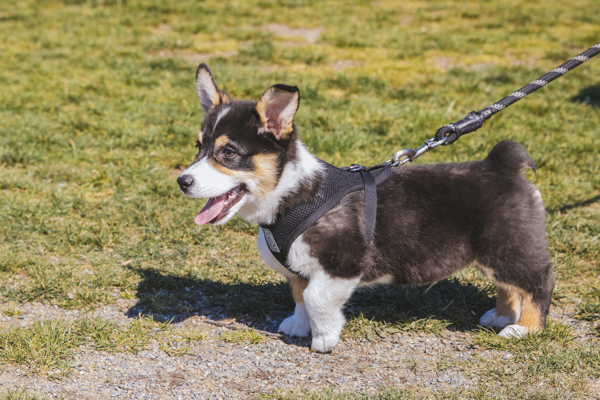 RUFFined Spotlight: Bandit the Corgi | Seattle Refined